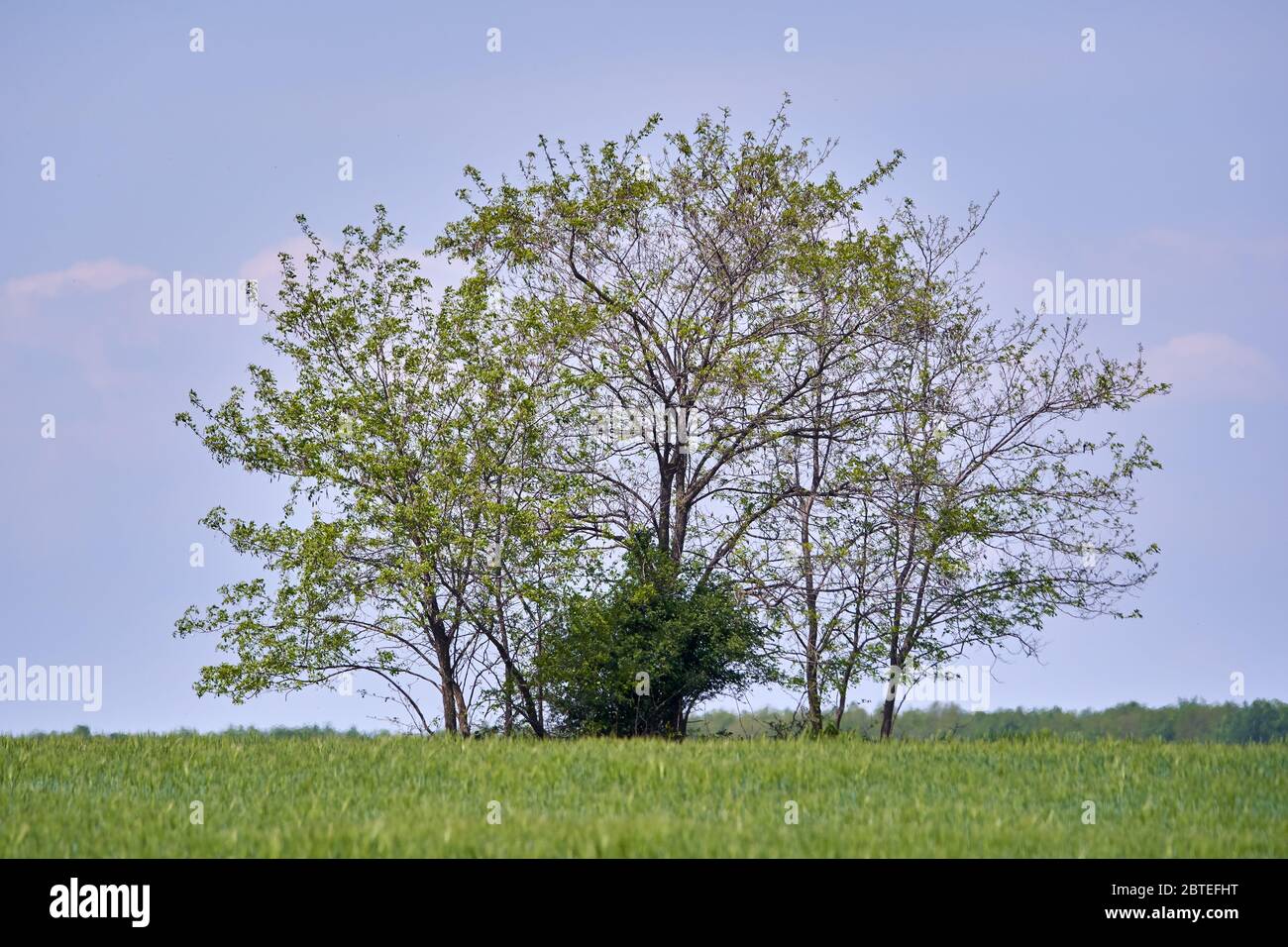 Landscape with trees and bushes in a wheat field Stock Photo - Alamy