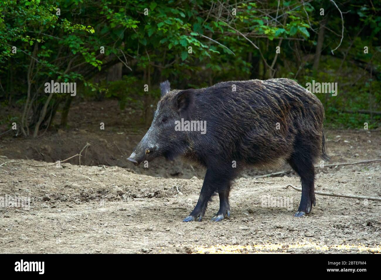 Dominant bull wild hog in the forest Stock Photo - Alamy