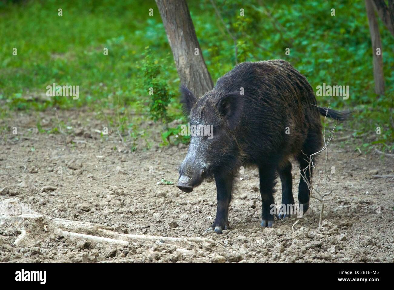 Dominant bull wild hog in the forest Stock Photo - Alamy