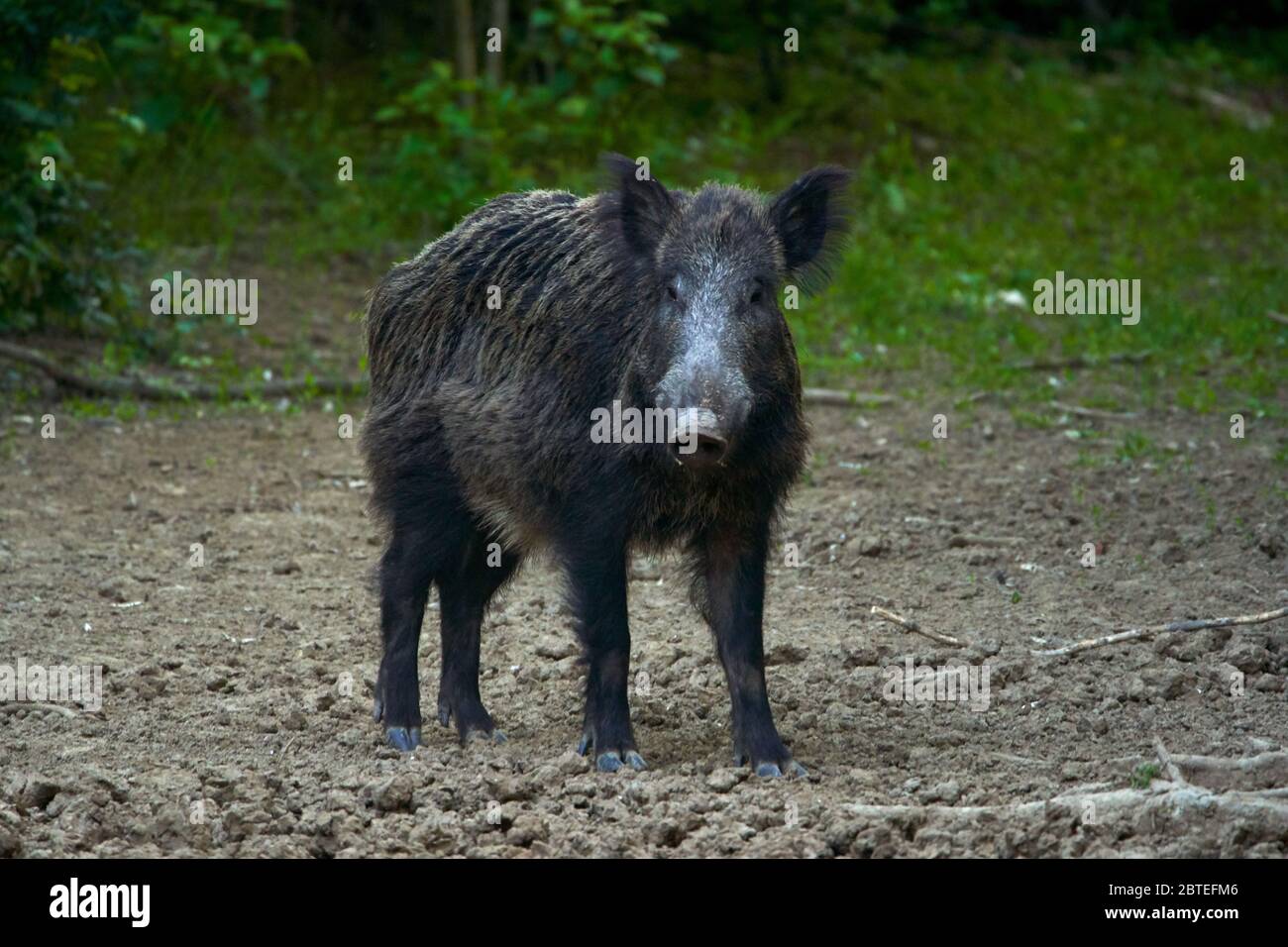 Dominant bull wild hog in the forest Stock Photo - Alamy