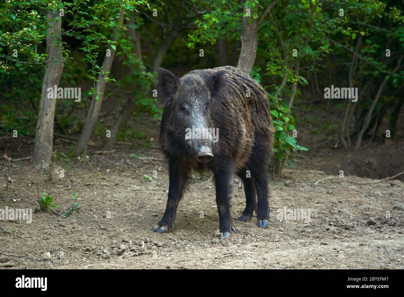 Dominant bull hi-res stock photography and images - Alamy