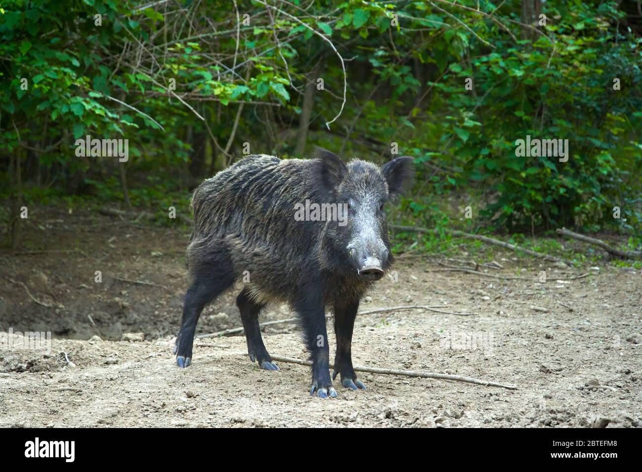 Dominant bull wild hog in the forest Stock Photo - Alamy