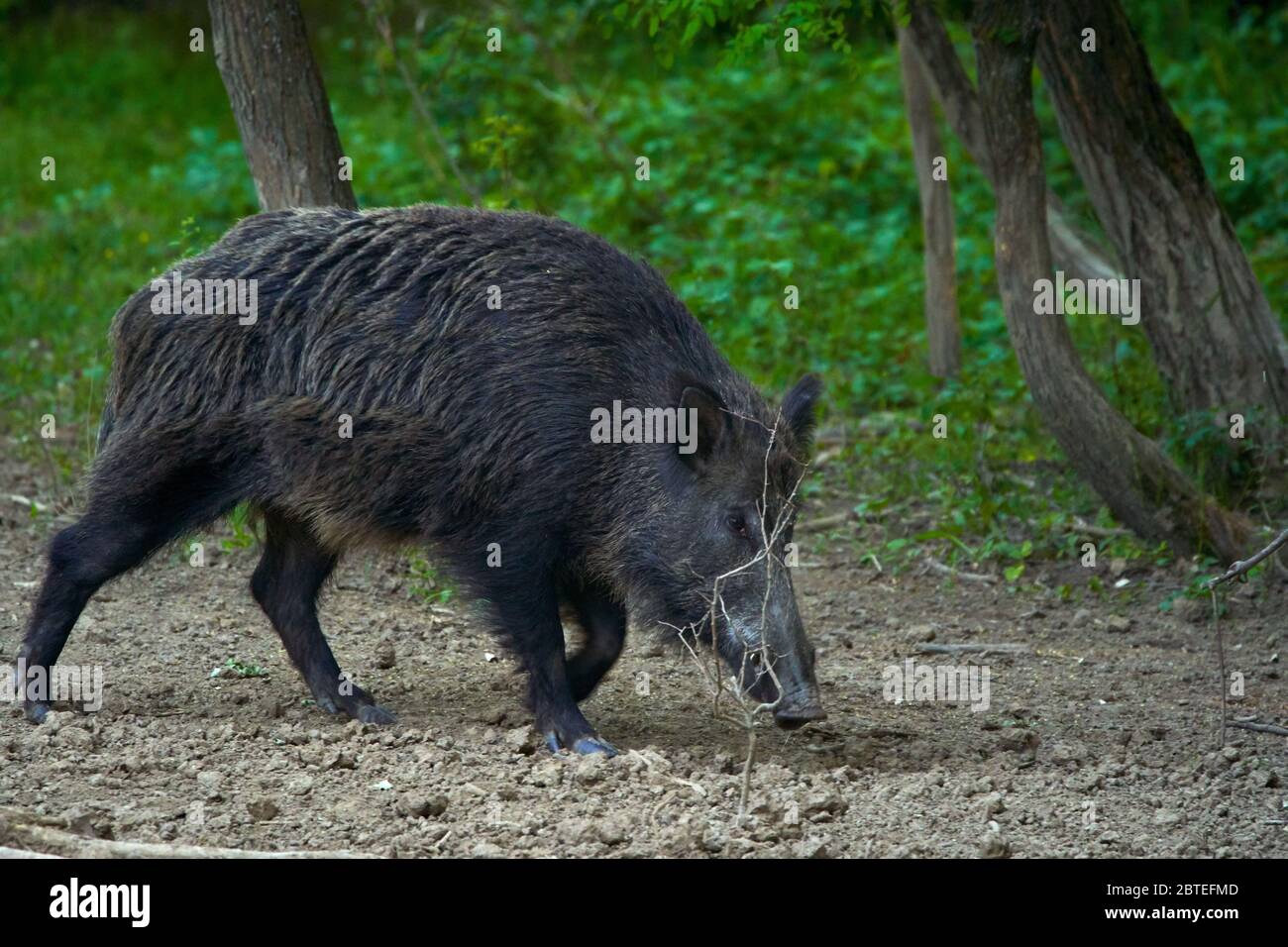 Feral hog tusks hi-res stock photography and images - Alamy