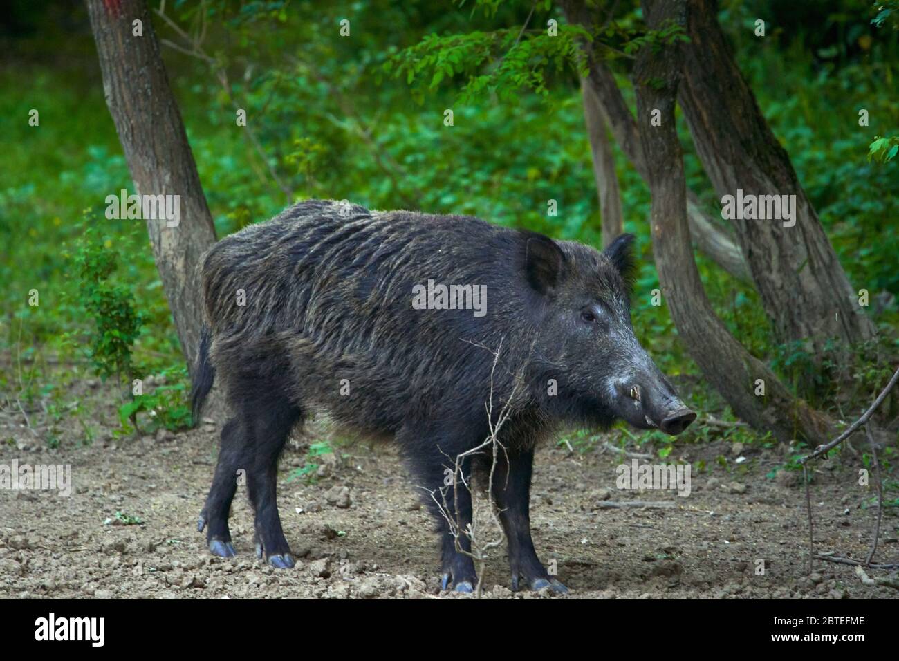 Dominant bull wild hog in the forest Stock Photo - Alamy