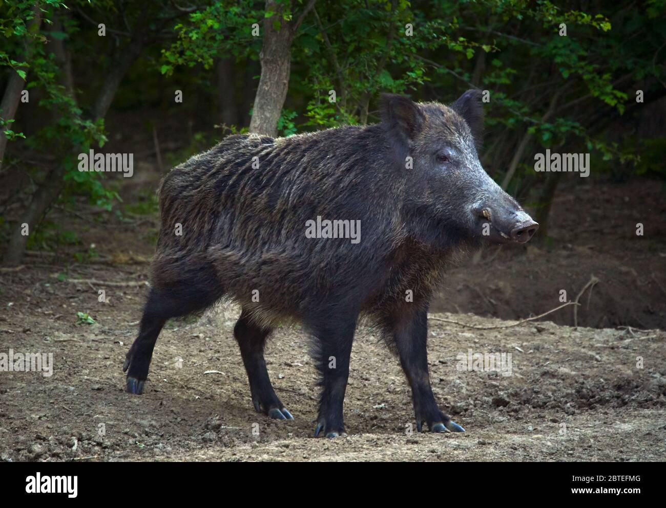 Feral hog tusks hi-res stock photography and images - Alamy