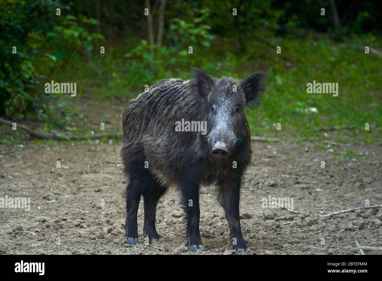Dominant bull wild hog in the forest Stock Photo - Alamy