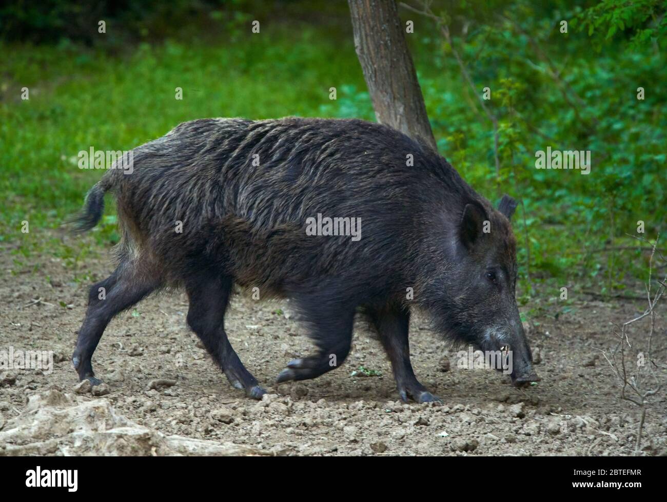 Dominant bull wild hog in the forest Stock Photo - Alamy