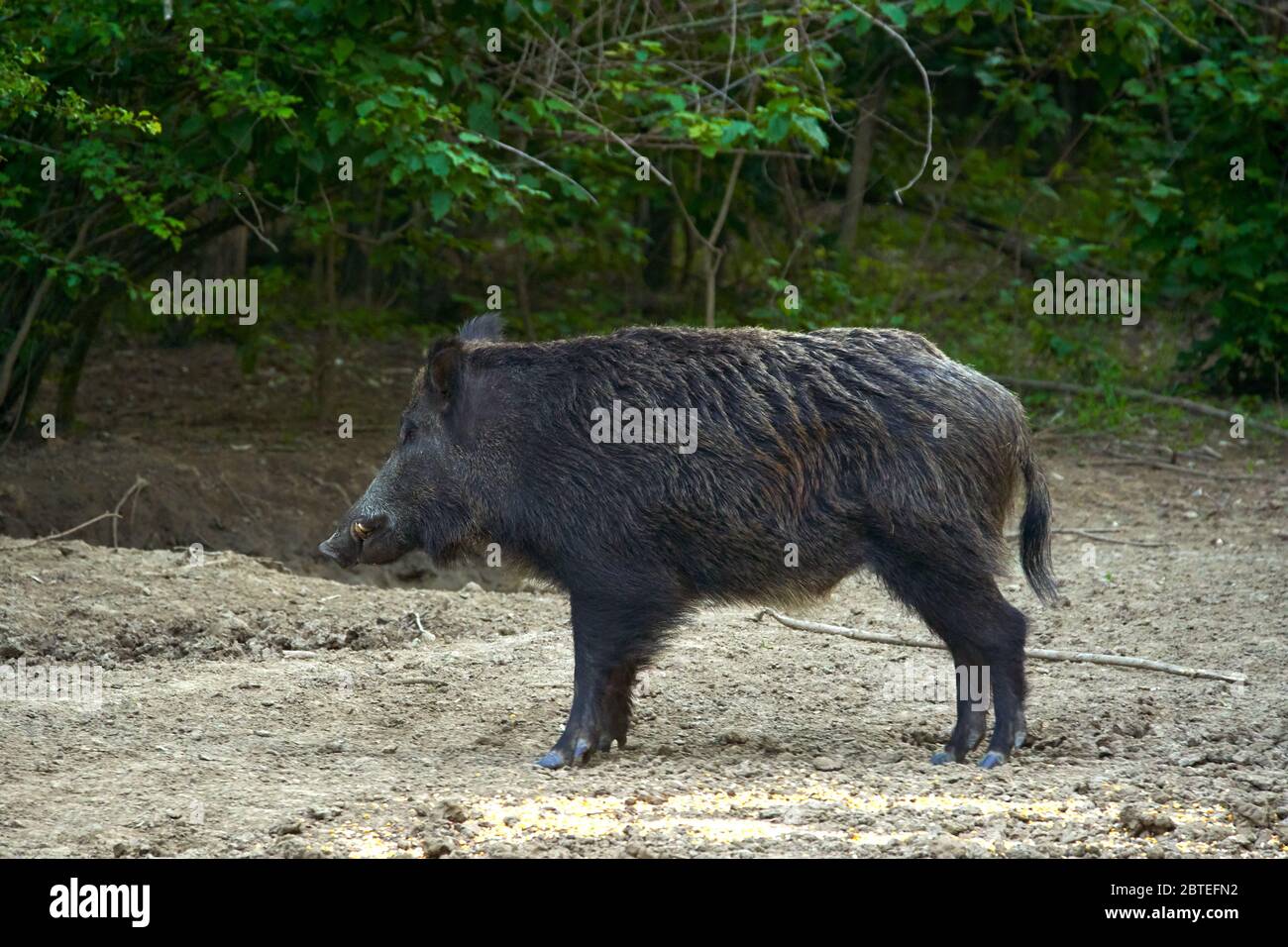 Dominant bull wild hog in the forest Stock Photo - Alamy