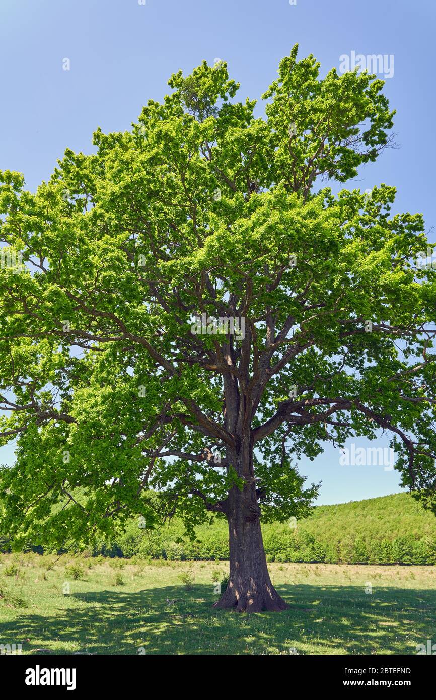 Huge centennial oak tree in hi-res stock photography and images - Alamy