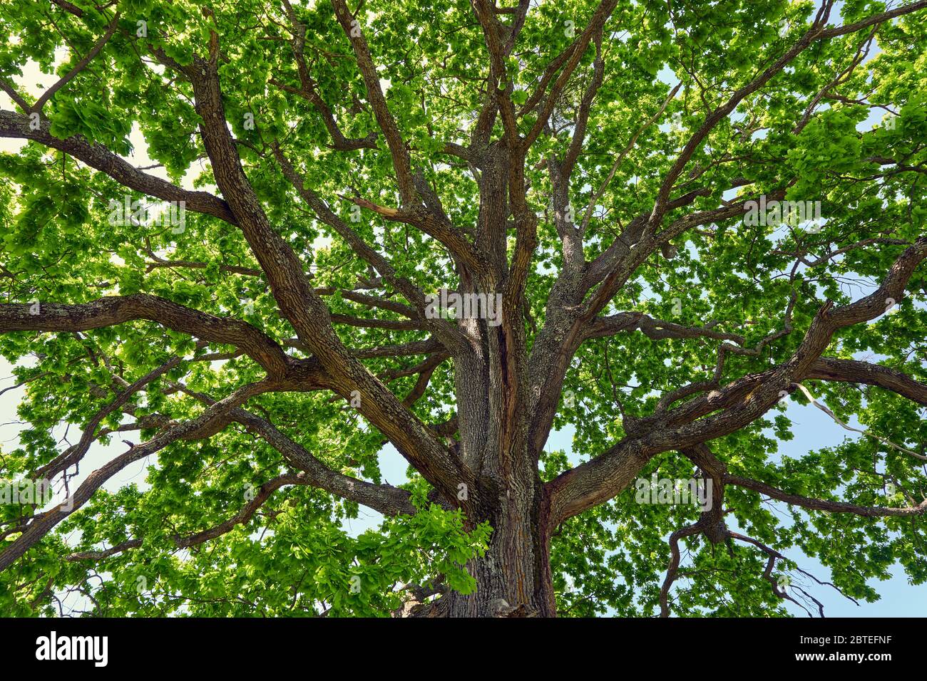 Very big oak tree seen from below the canopy Stock Photo - Alamy
