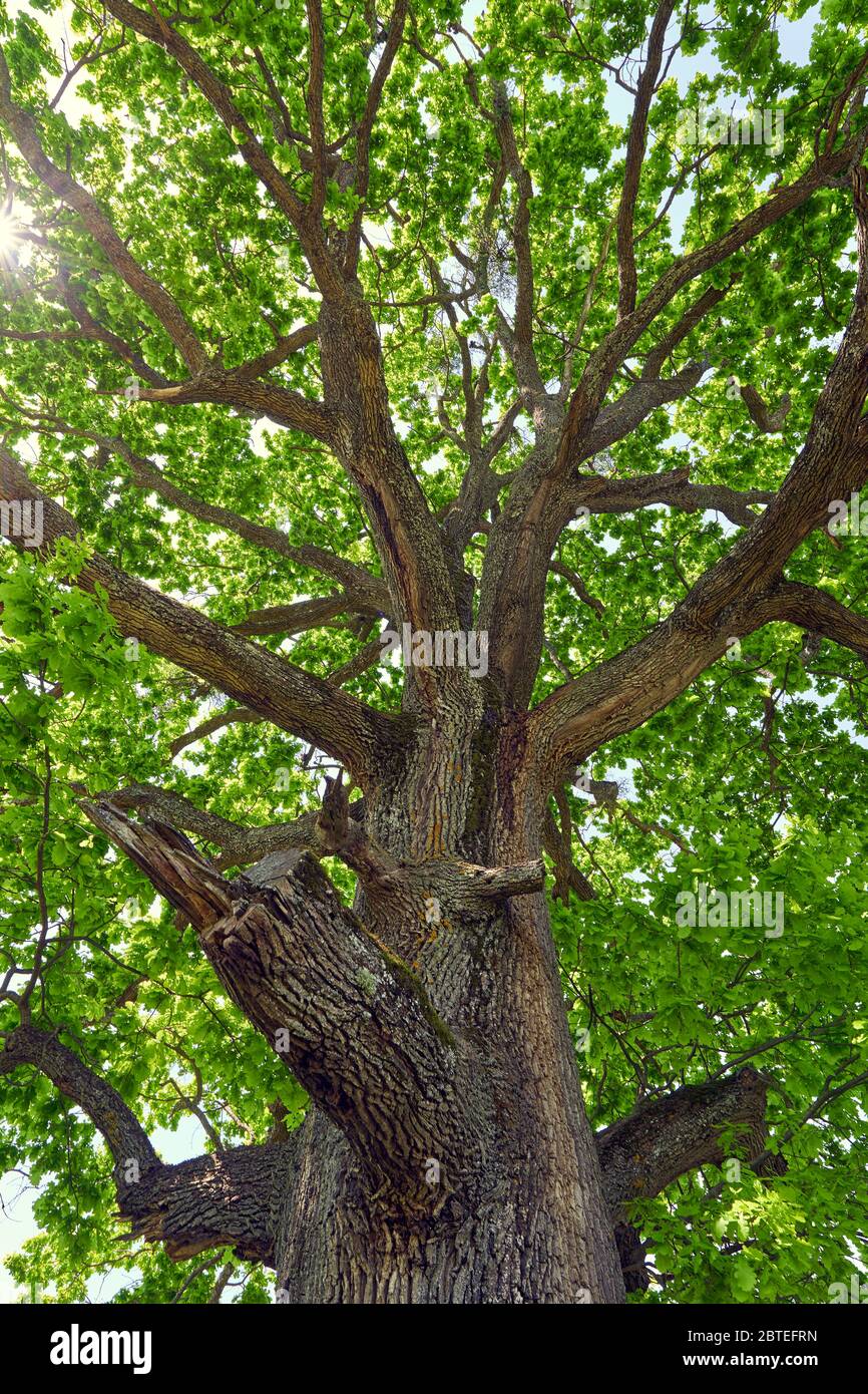 Very big oak tree seen from below the canopy Stock Photo - Alamy
