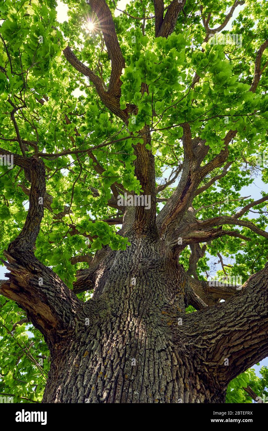 Very big oak tree seen from below the canopy Stock Photo - Alamy
