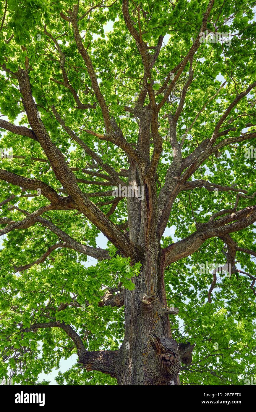 Very big oak tree seen from below the canopy Stock Photo - Alamy