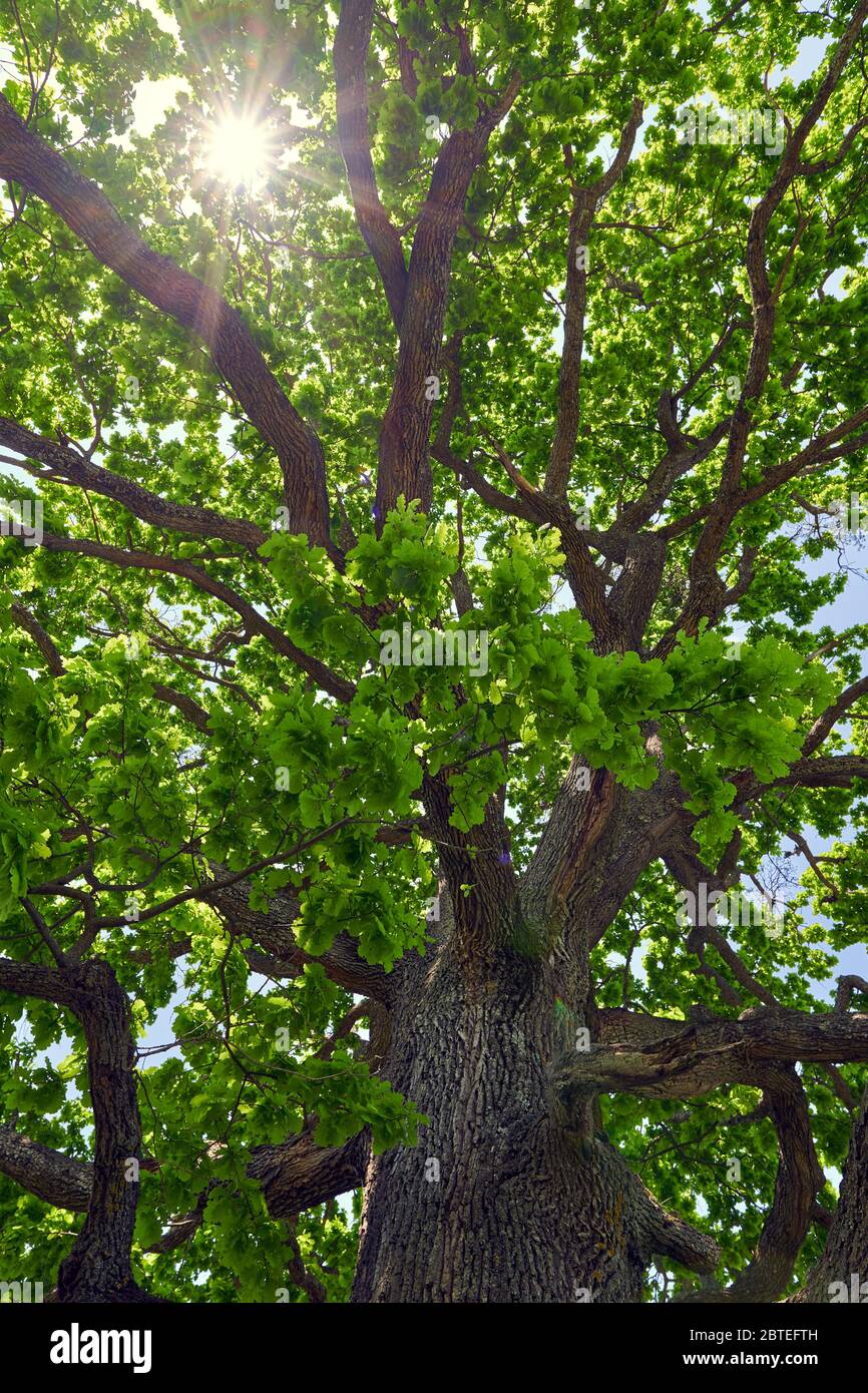 Oak tree from below hi-res stock photography and images - Alamy