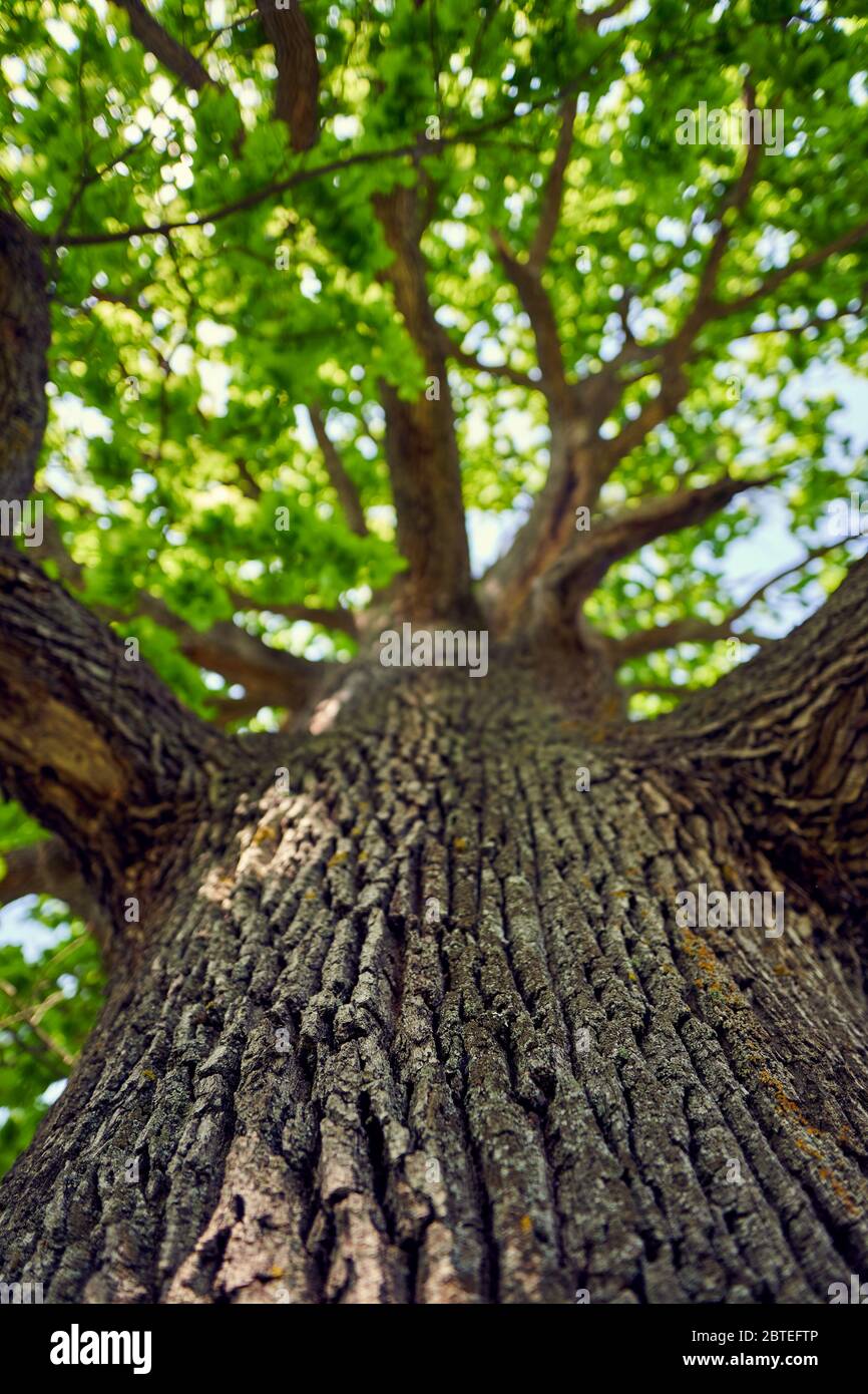 Very big oak tree seen from below the canopy Stock Photo - Alamy