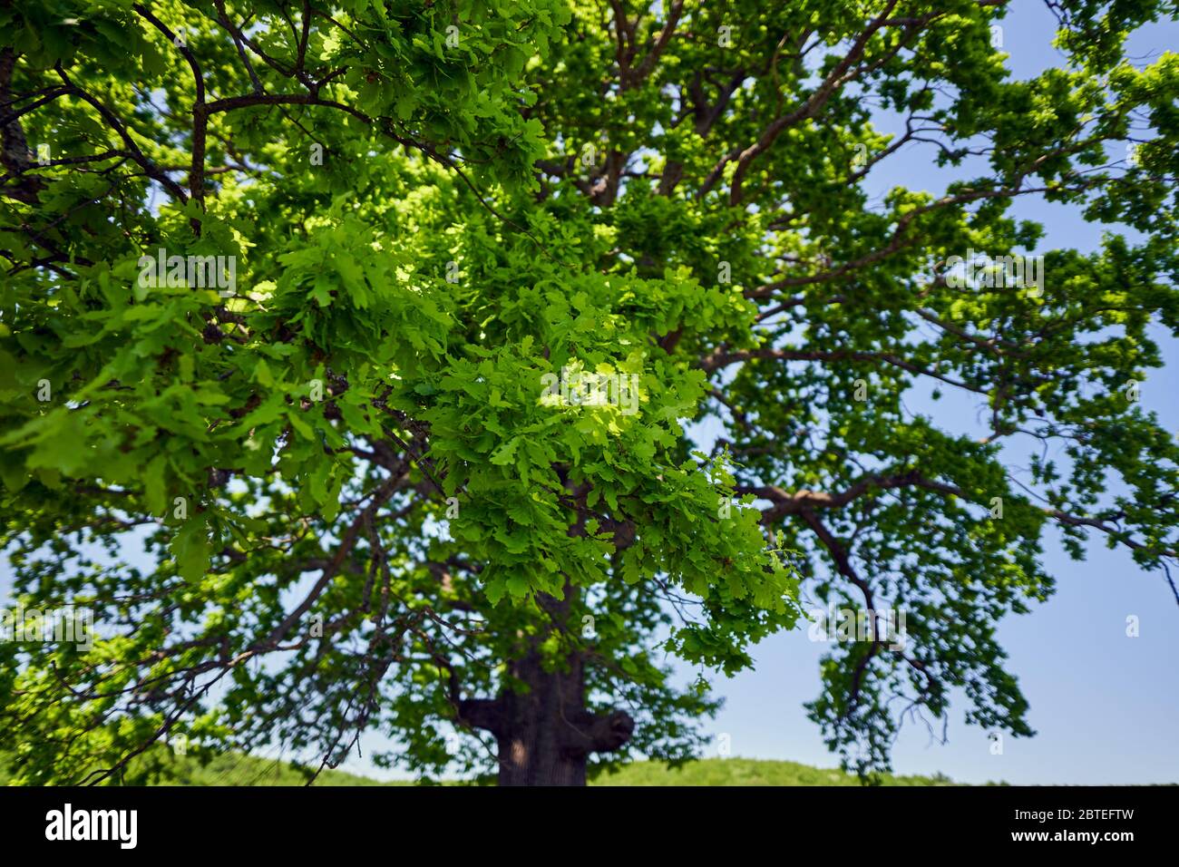 Very big oak tree seen from below the canopy Stock Photo - Alamy
