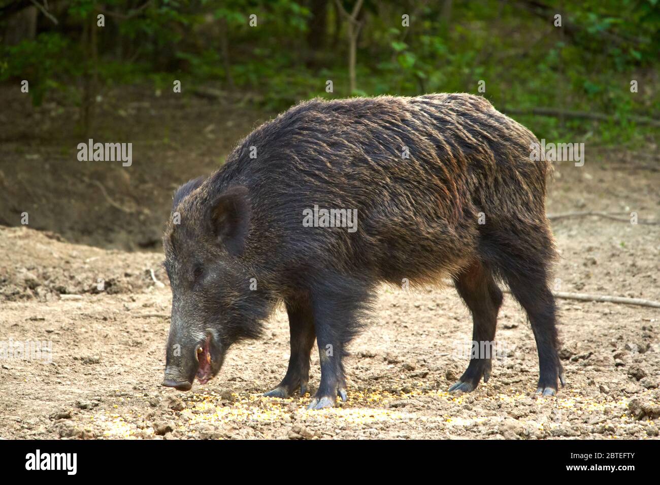 Feral hog tusks hi-res stock photography and images - Alamy