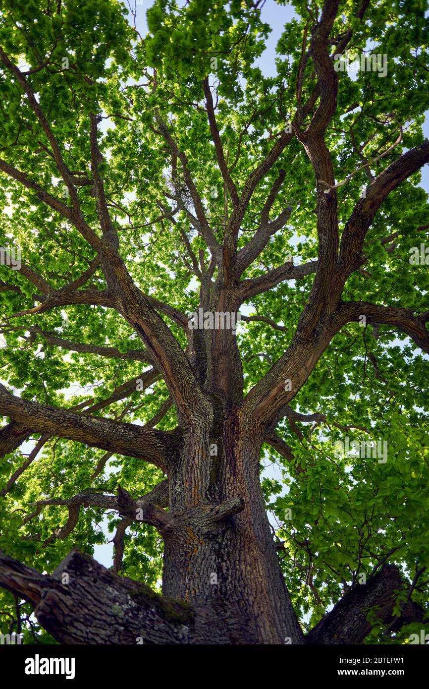 Very big oak tree seen from below the canopy Stock Photo - Alamy