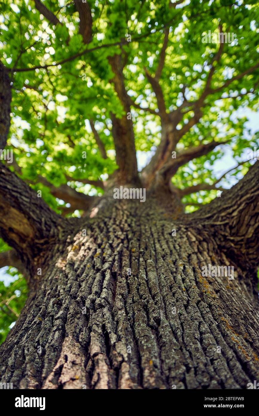 Very big oak tree seen from below the canopy Stock Photo - Alamy