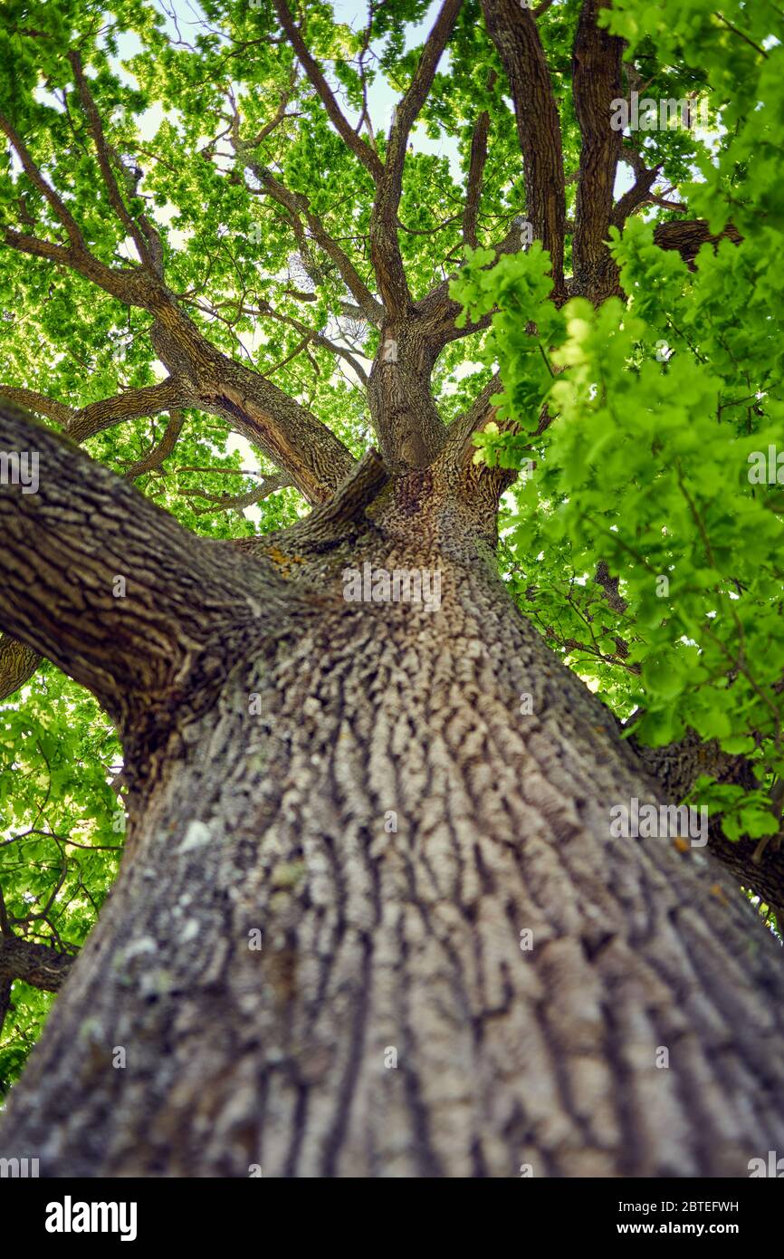 Very big oak tree seen from below the canopy Stock Photo - Alamy