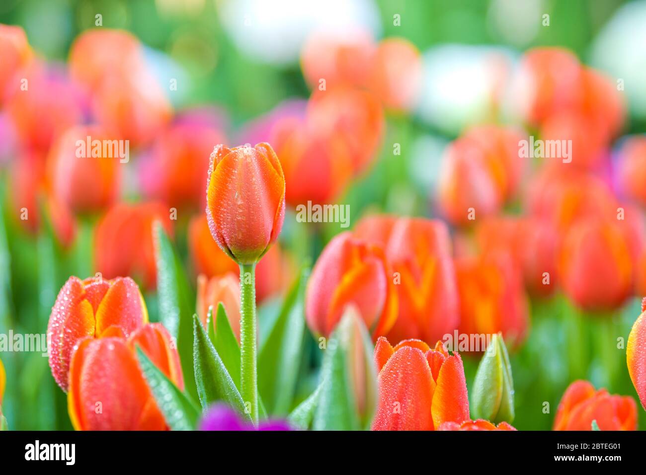 Tulip flowers in garden. Spring nature background Stock Photo - Alamy