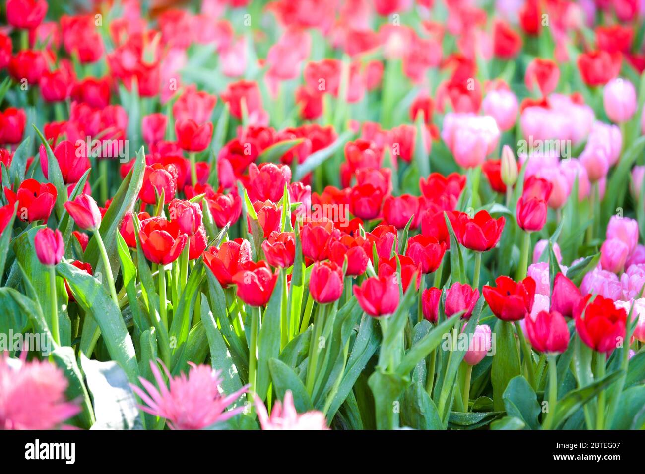 Tulip flowers in garden. Spring nature background Stock Photo - Alamy