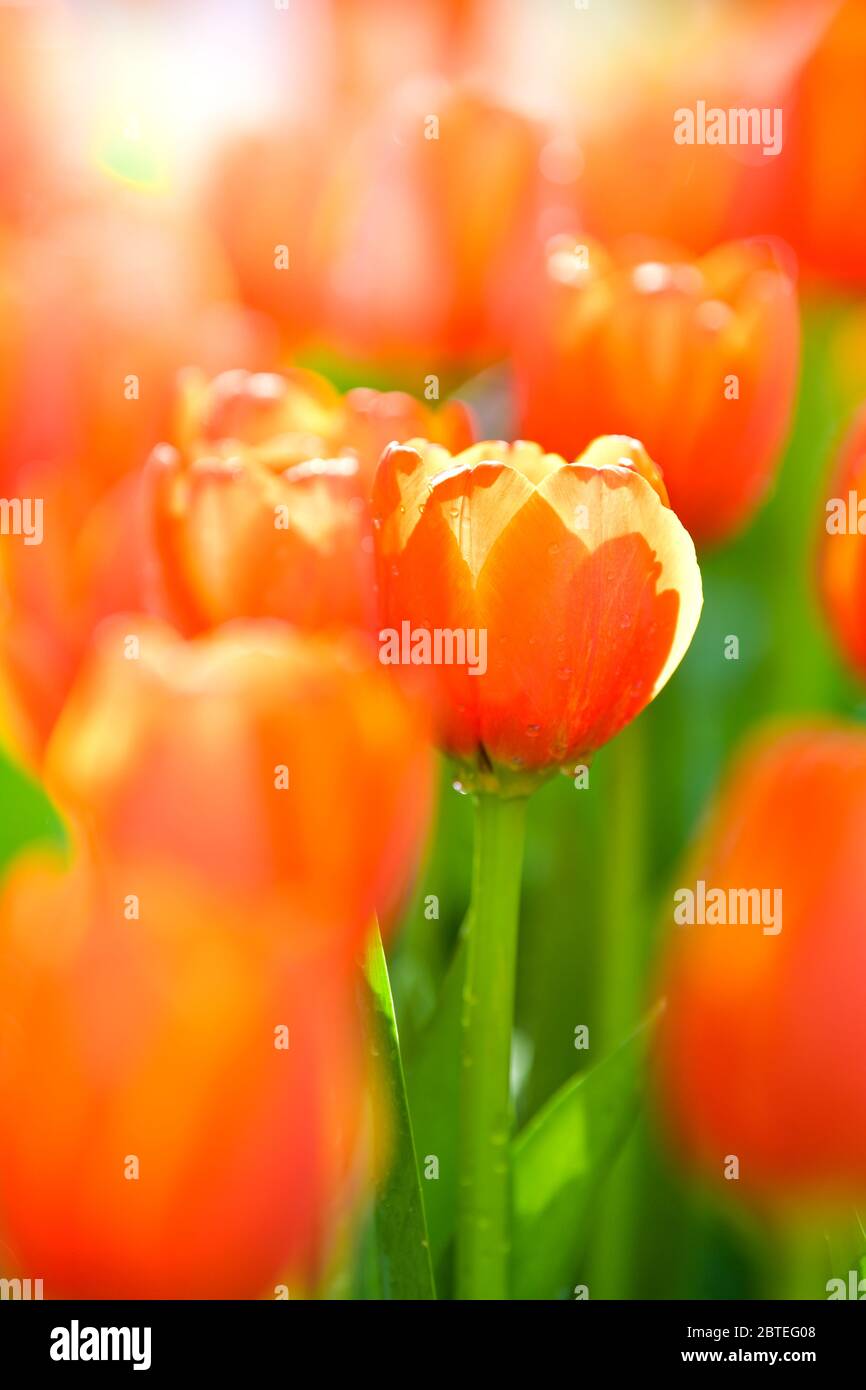 Tulip flowers in garden. Spring nature background Stock Photo - Alamy