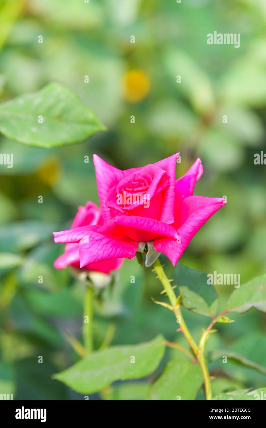 Red Rose in garden. Spring nature background Stock Photo - Alamy