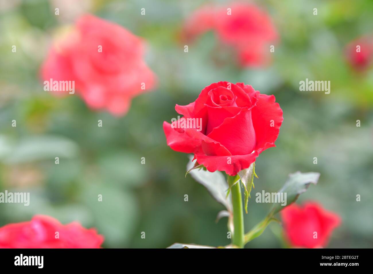 Red Rose in garden. Spring nature background Stock Photo - Alamy