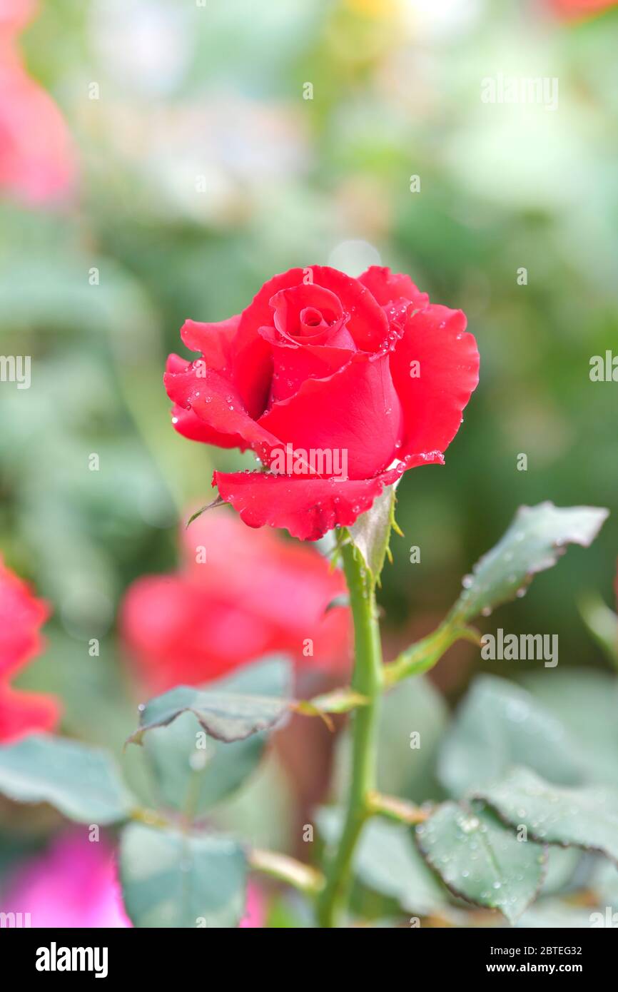 Red Rose in garden. Spring nature background Stock Photo - Alamy