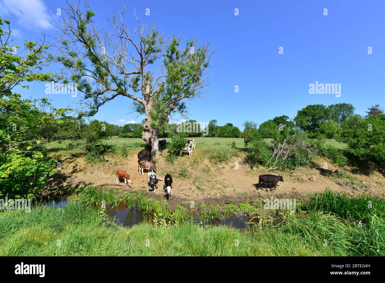 Water bugs walk in water hi-res stock photography and images - Alamy