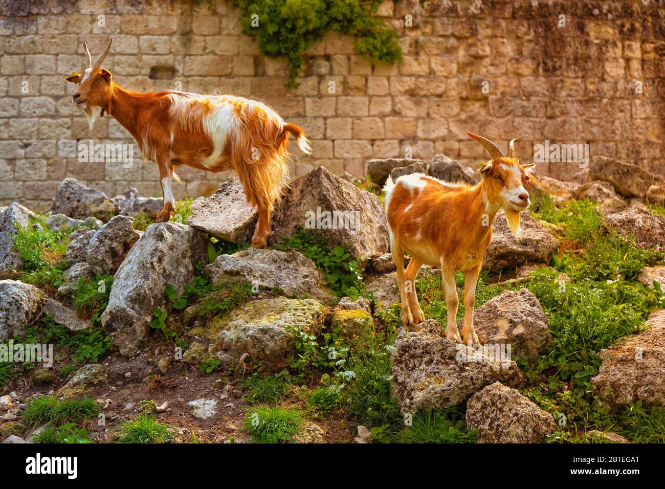 Wild goat in nature hi-res stock photography and images - Alamy