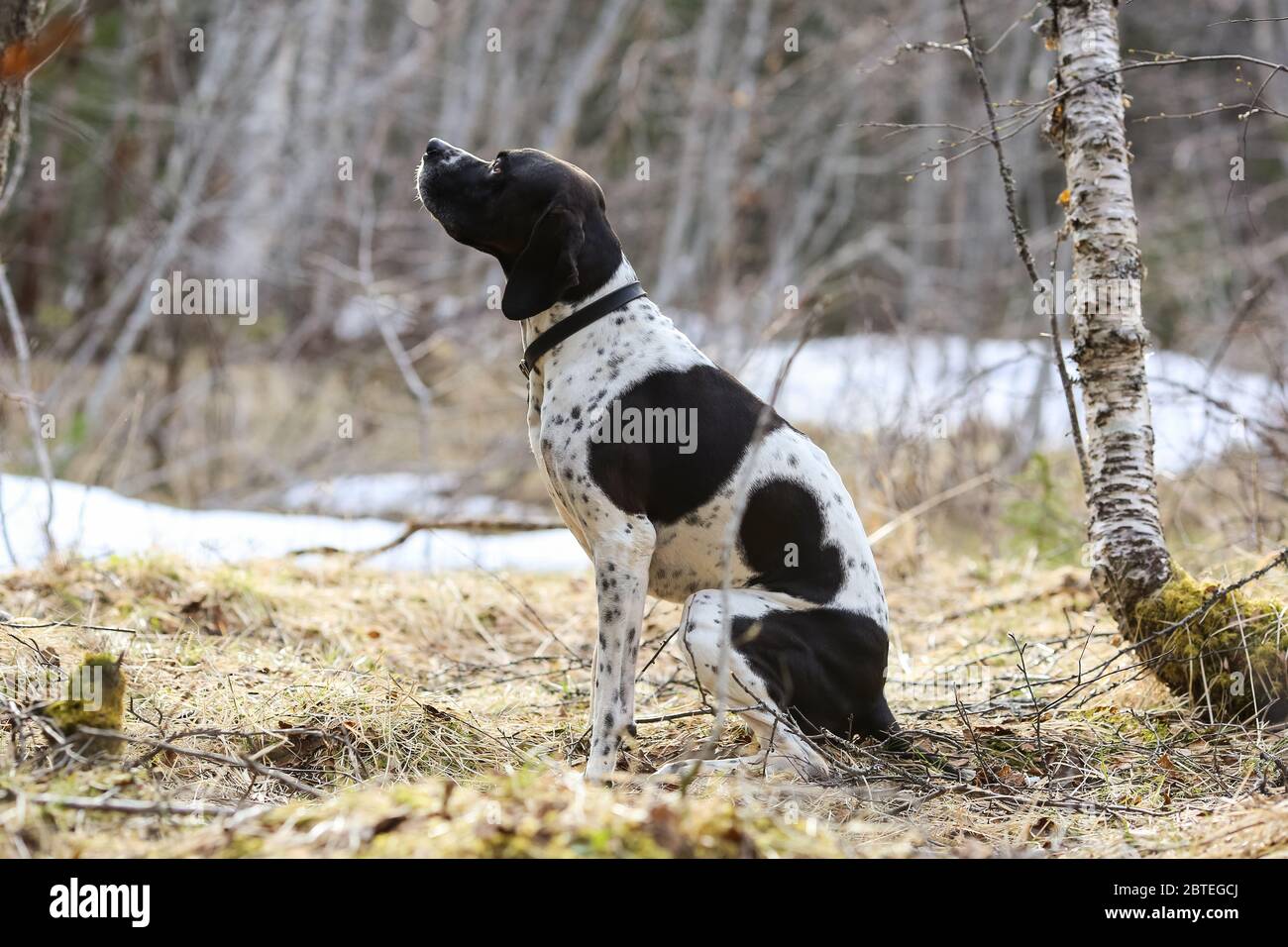 Dog english pointer sitting in the spring forest Stock Photo - Alamy