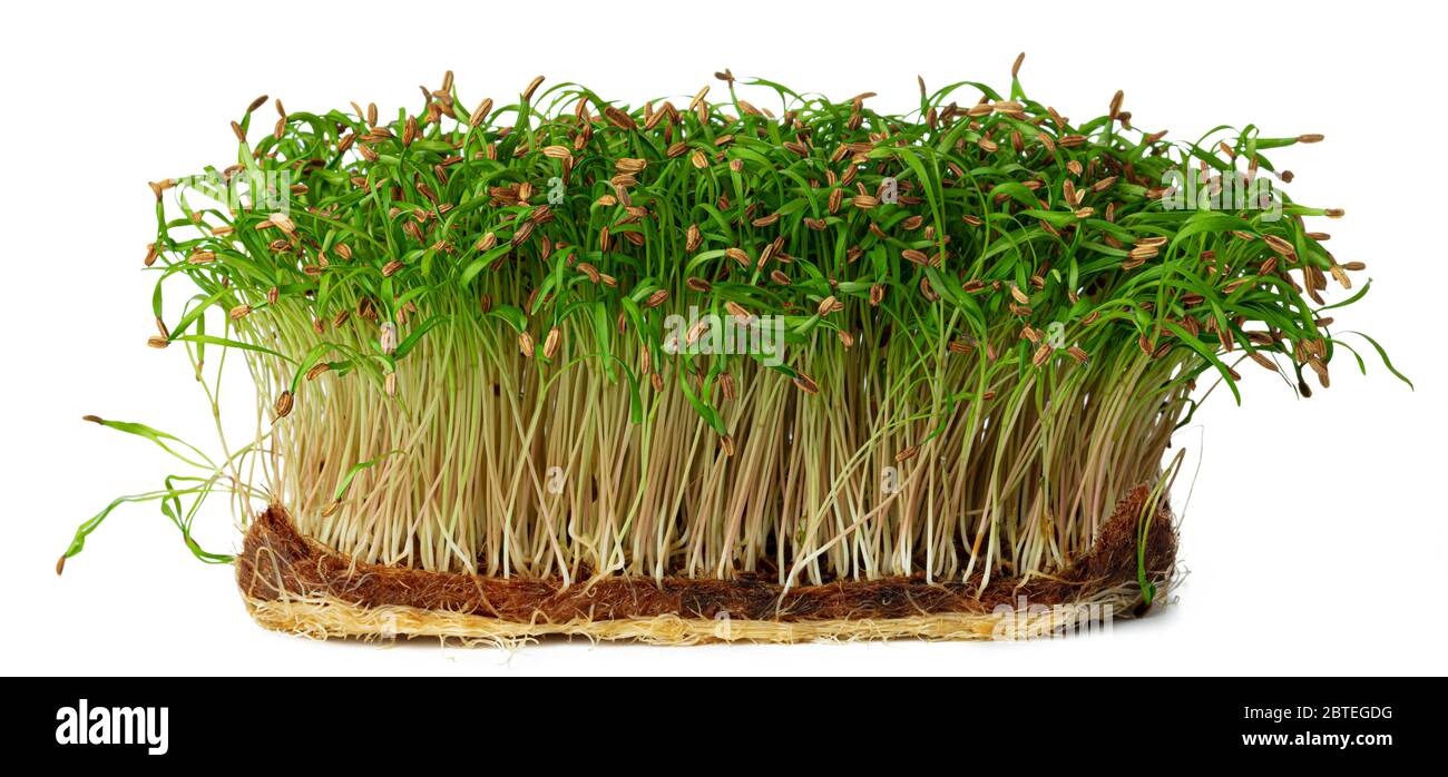 Micro green sprouts of fennel isolated on white Stock Photo - Alamy