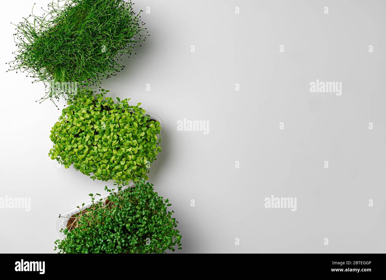 Top view of micro green trays on white background Stock Photo - Alamy