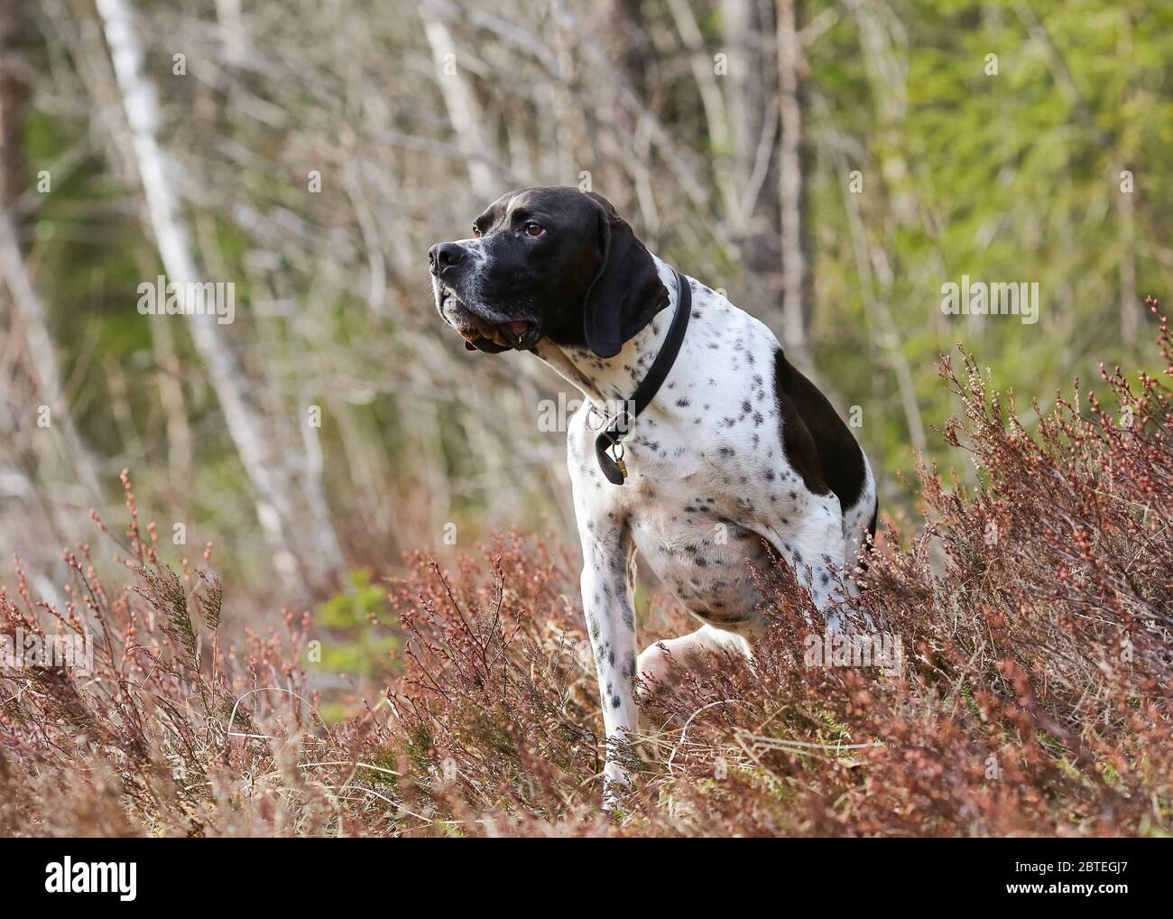 Dog english pointer sitting in the birch forest Stock Photo - Alamy