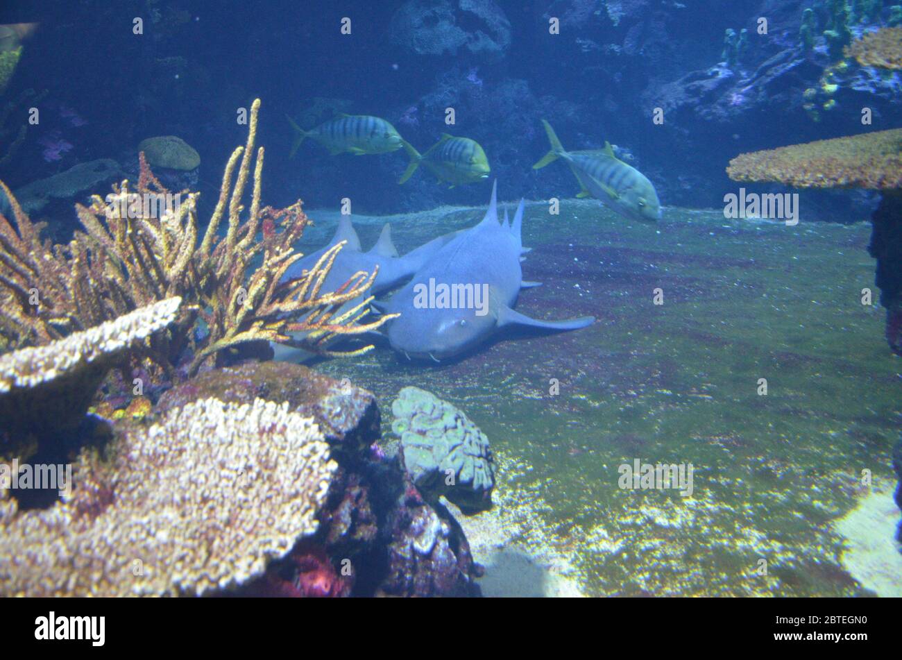 Nurse shark eating hi-res stock photography and images - Alamy