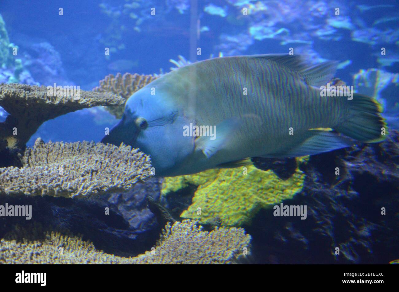Blue Groper in Berlin aquarium, Germany Stock Photo - Alamy