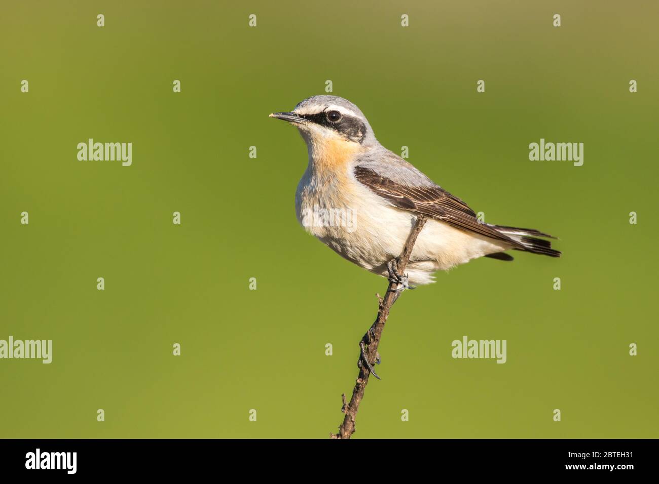 Common Wheatear High Resolution Stock Photography and Images - Alamy