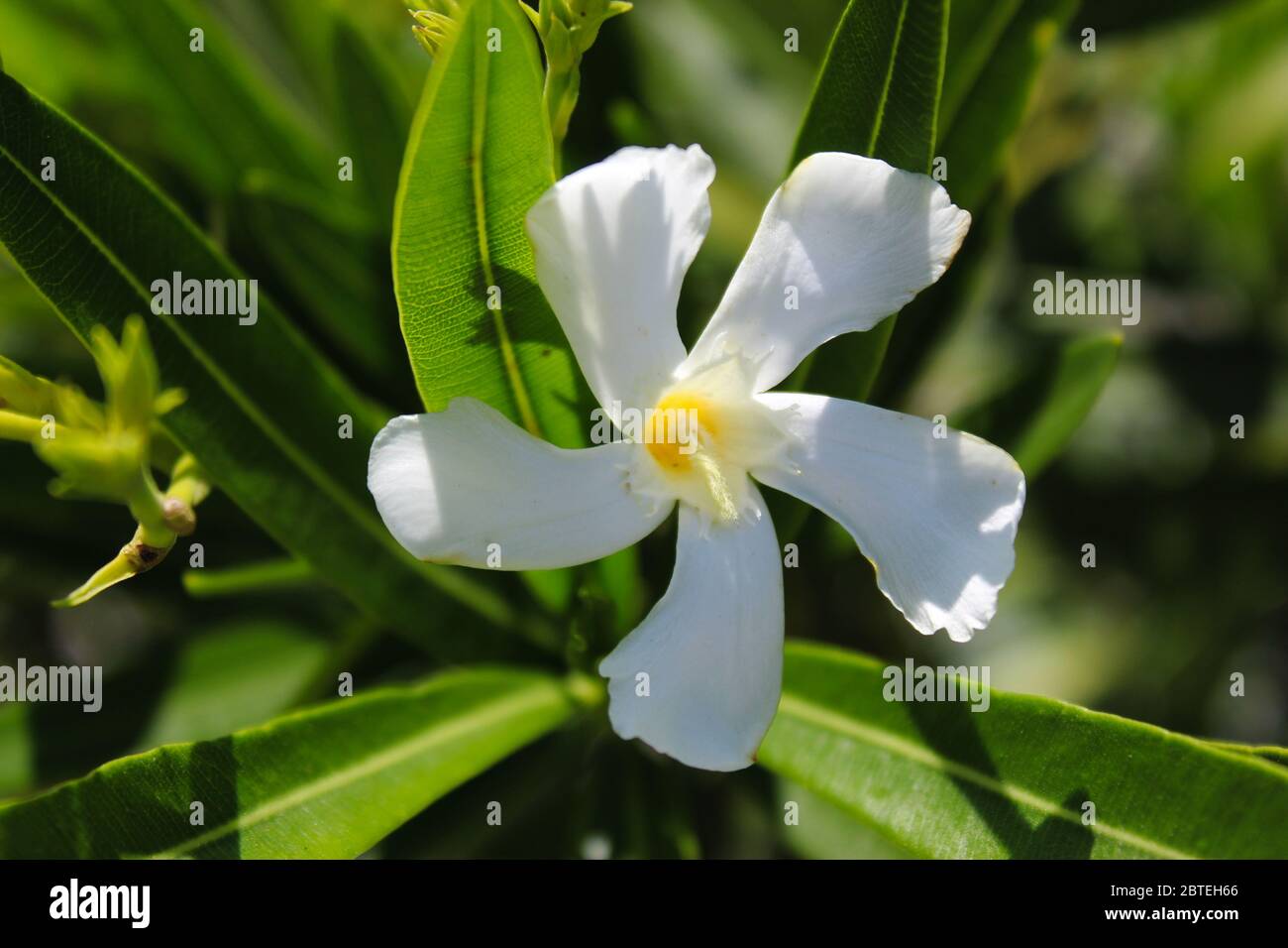 Common jasmine hi-res stock photography and images - Alamy