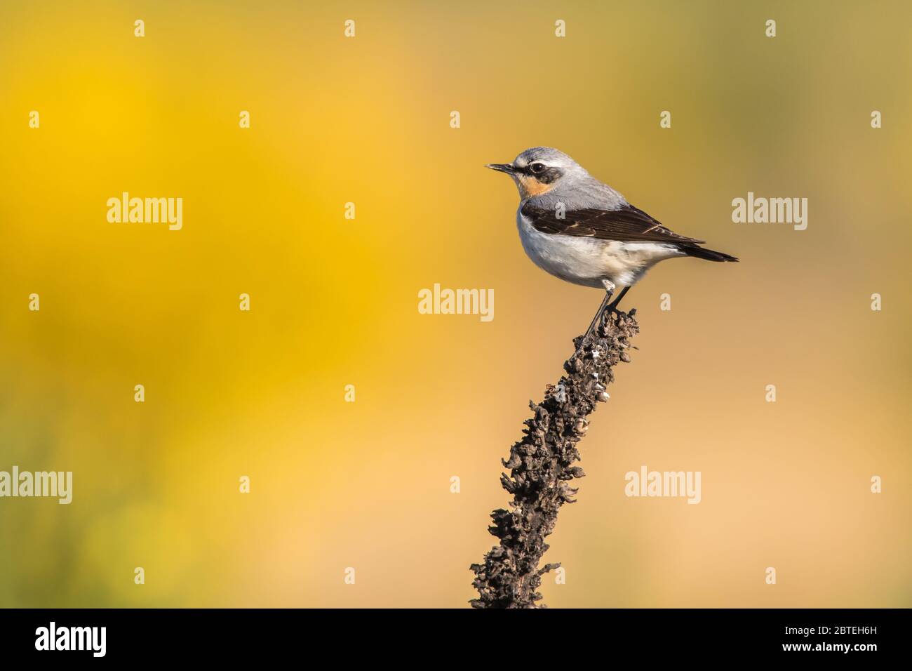 Common wheatear hi-res stock photography and images - Alamy