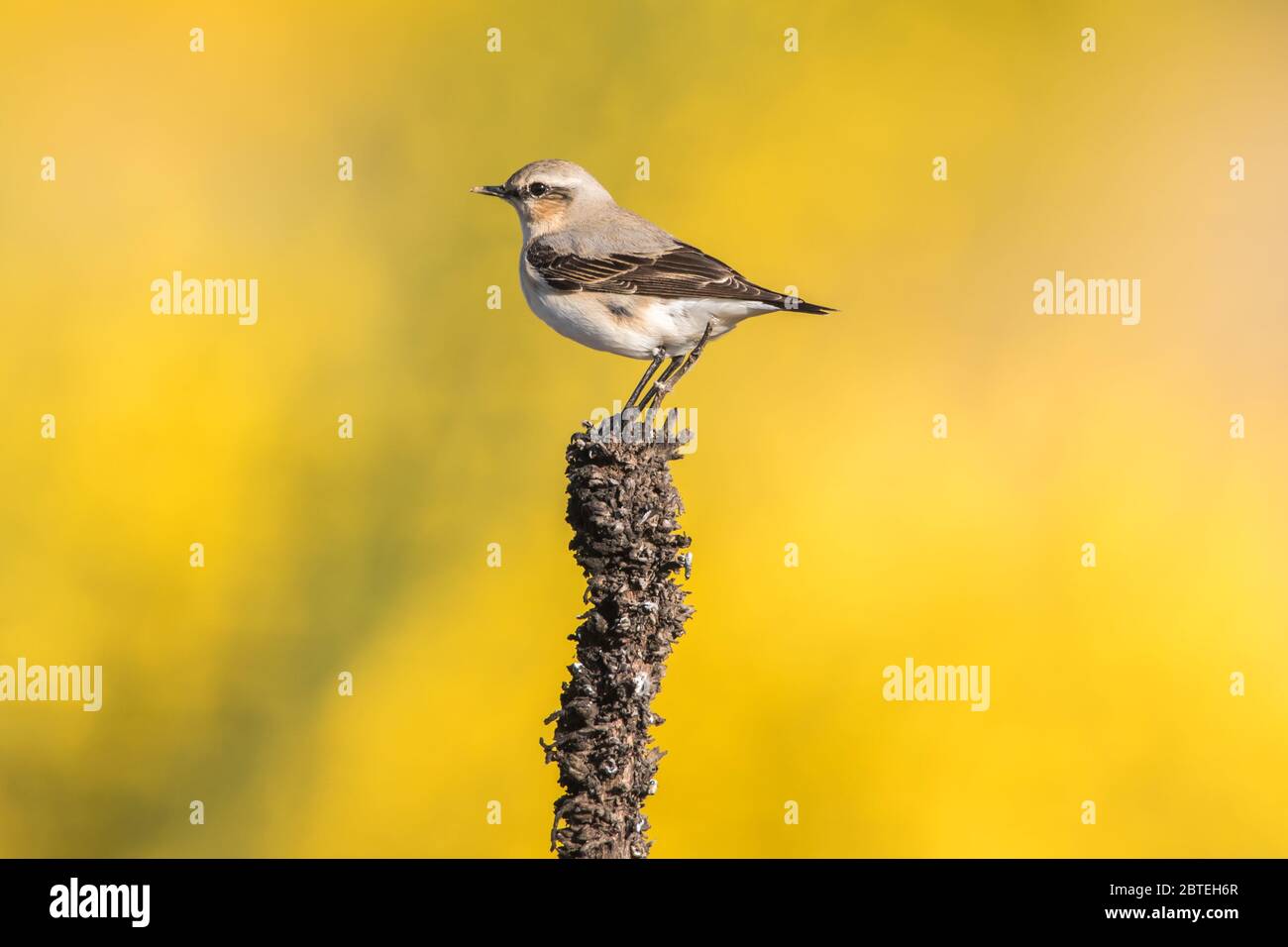 Common wheatear hi-res stock photography and images - Alamy