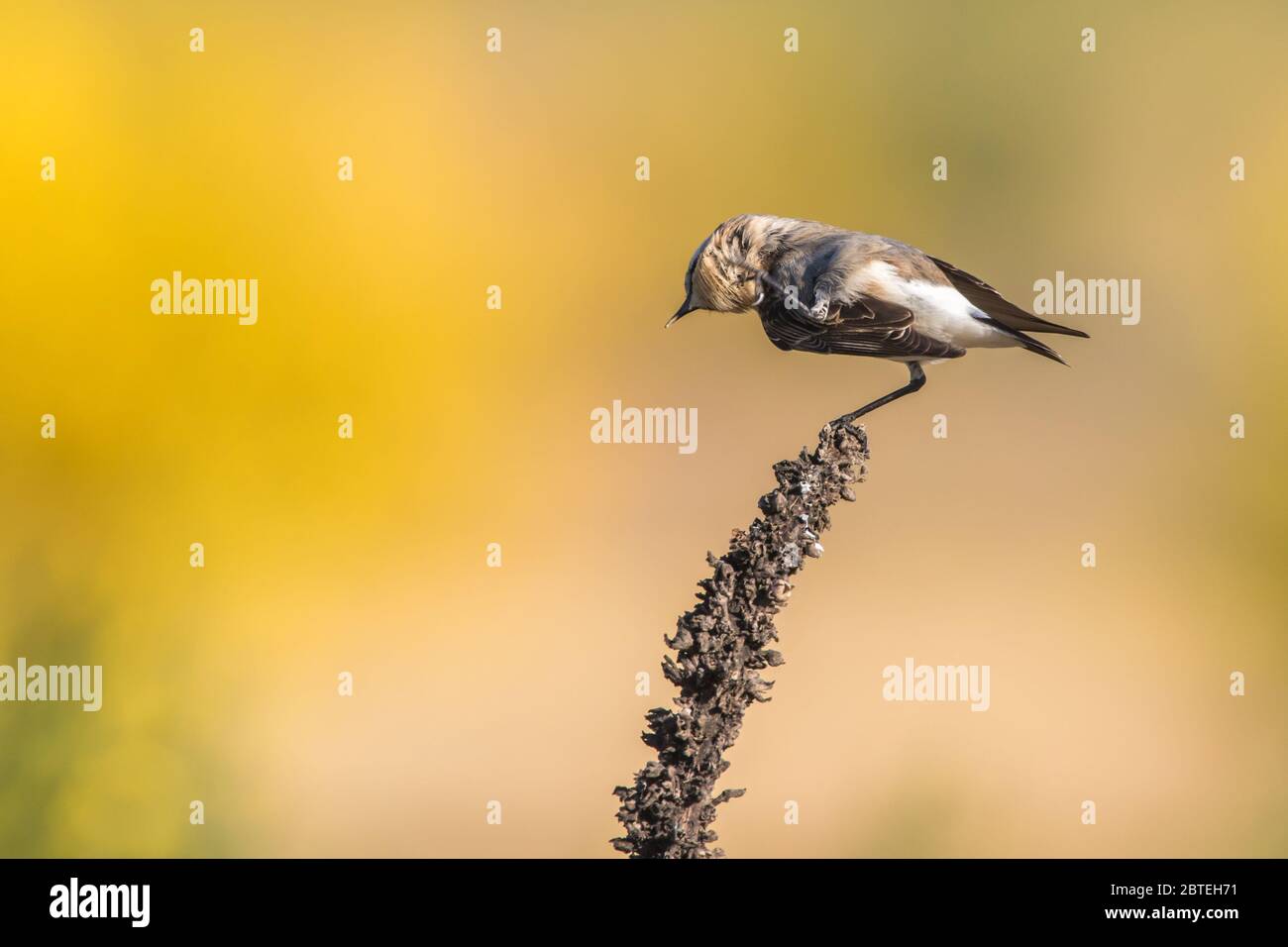 Common wheatear hi-res stock photography and images - Alamy