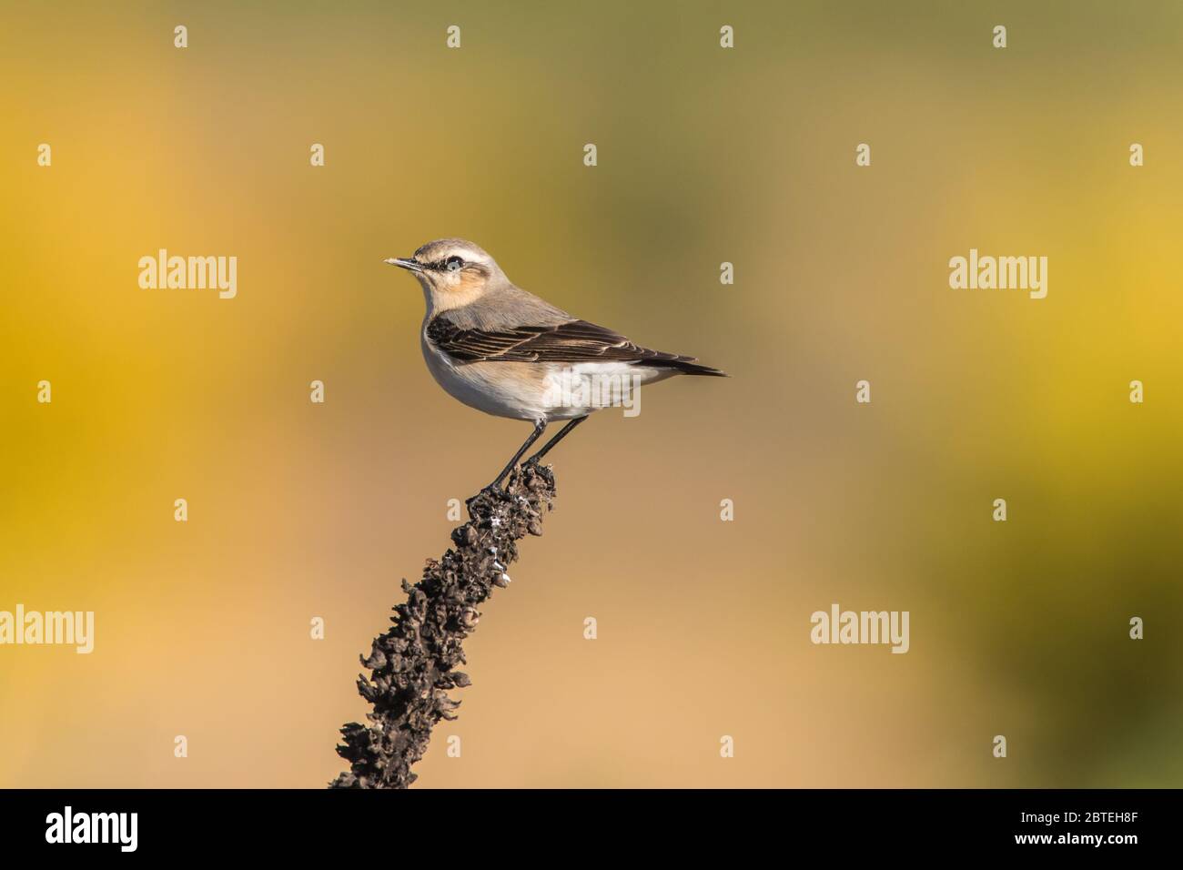A common wheatear is searching for fodder Stock Photo - Alamy