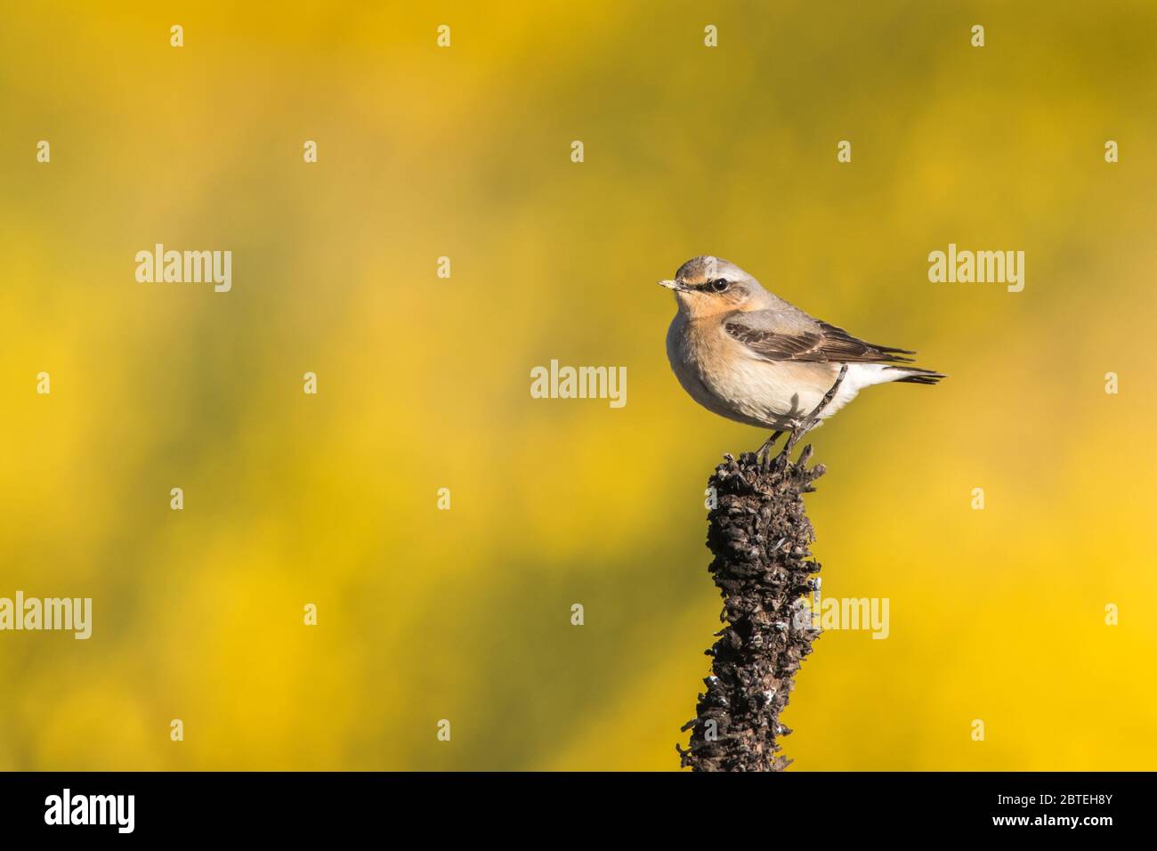 Common wheatear hi-res stock photography and images - Alamy
