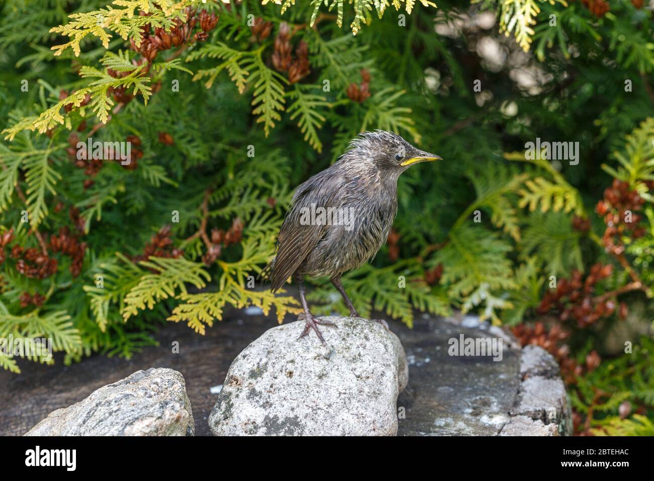 Songbird, Common Starling, Sturnus vulgaris, a young bird, has just ...