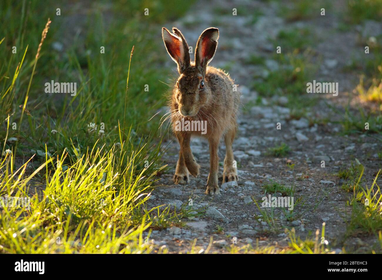 Hare paw hi-res stock photography and images - Alamy