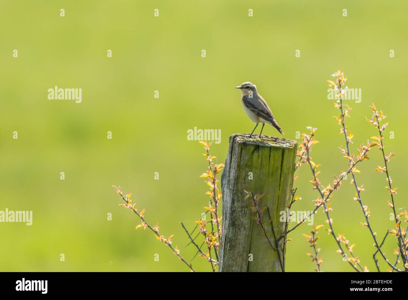 A common wheatear is searching for fodder Stock Photo - Alamy