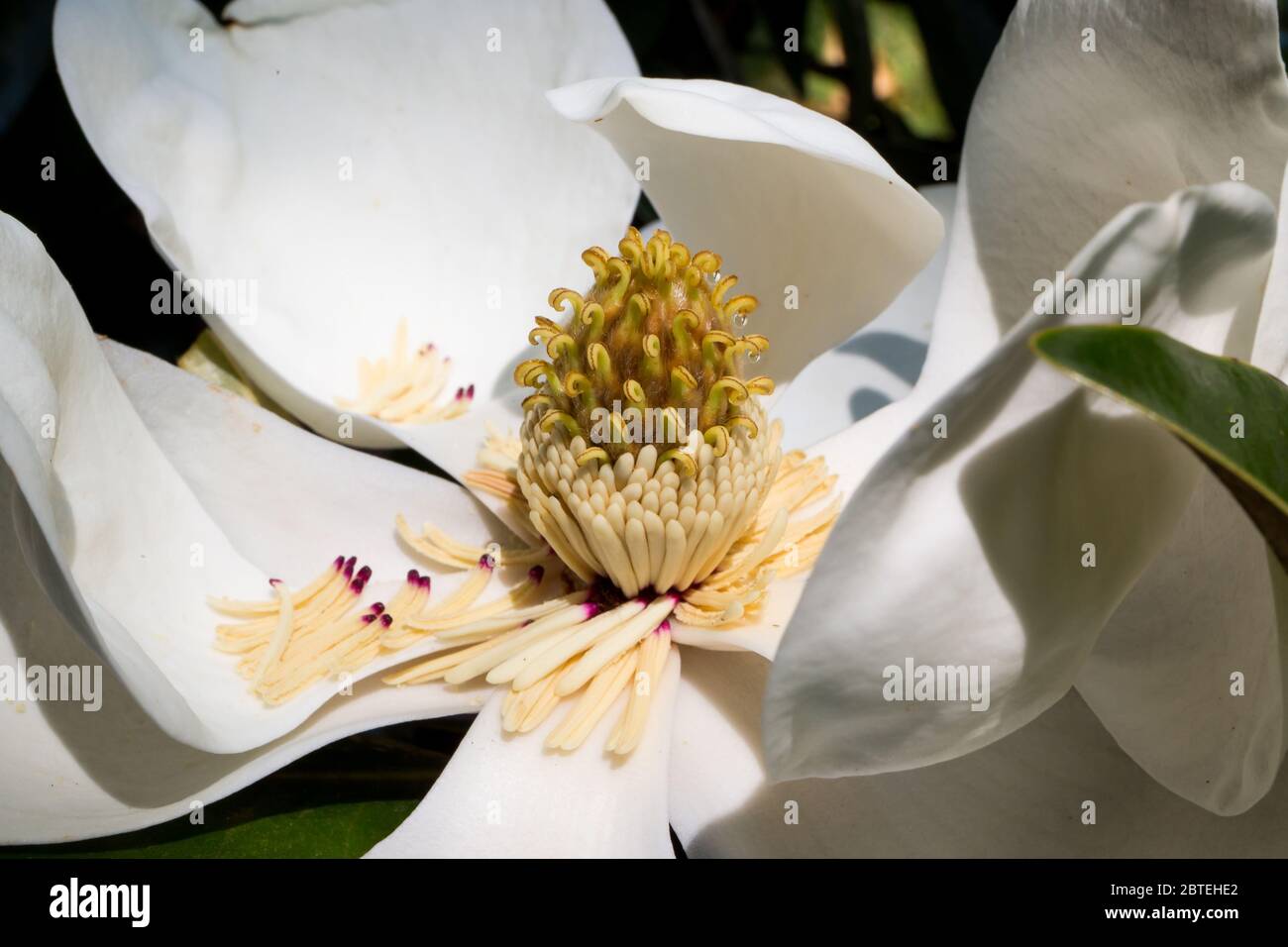 Closeup of a blooming magnolia flower in bright sunshine Stock Photo ...