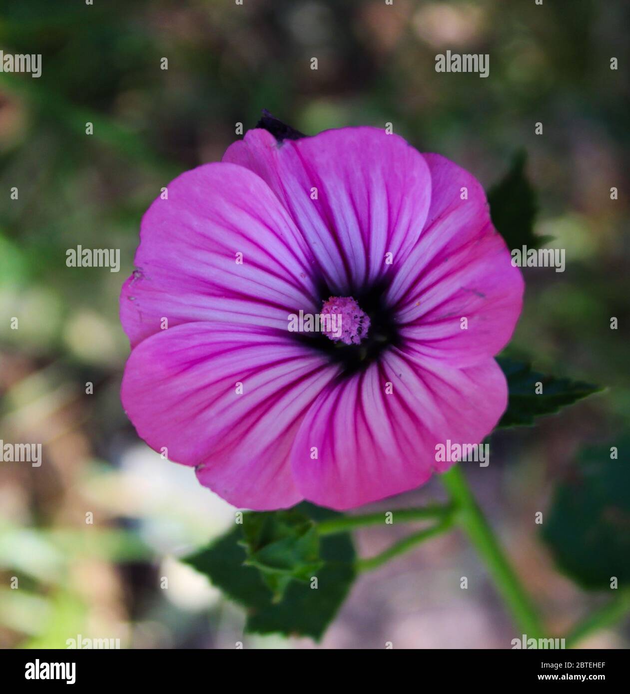 Geranium variegated leaves hi-res stock photography and images - Alamy